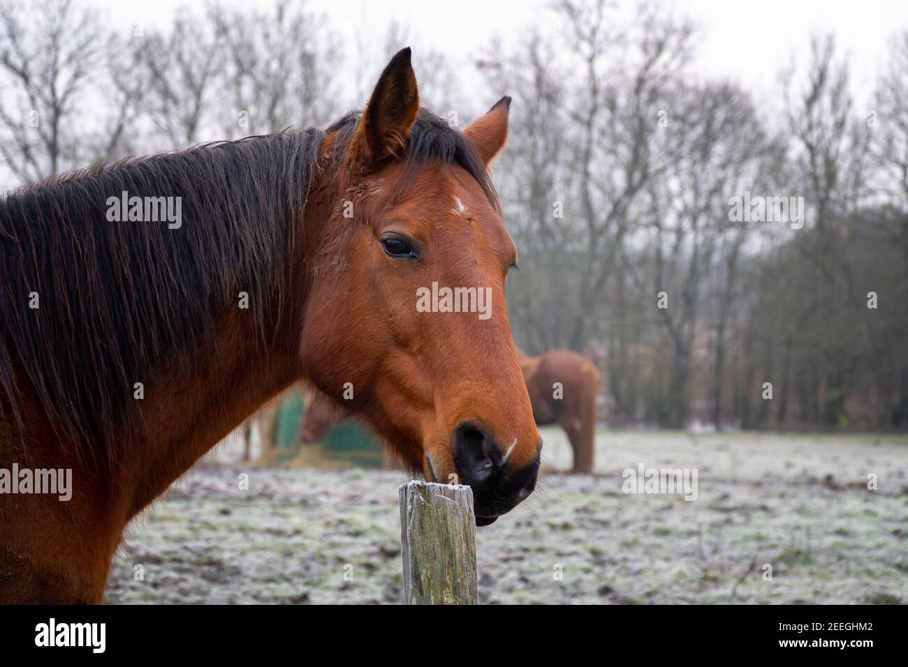 portrait of beautiful mare horse in winter landscape Stock Photo - Alamy
