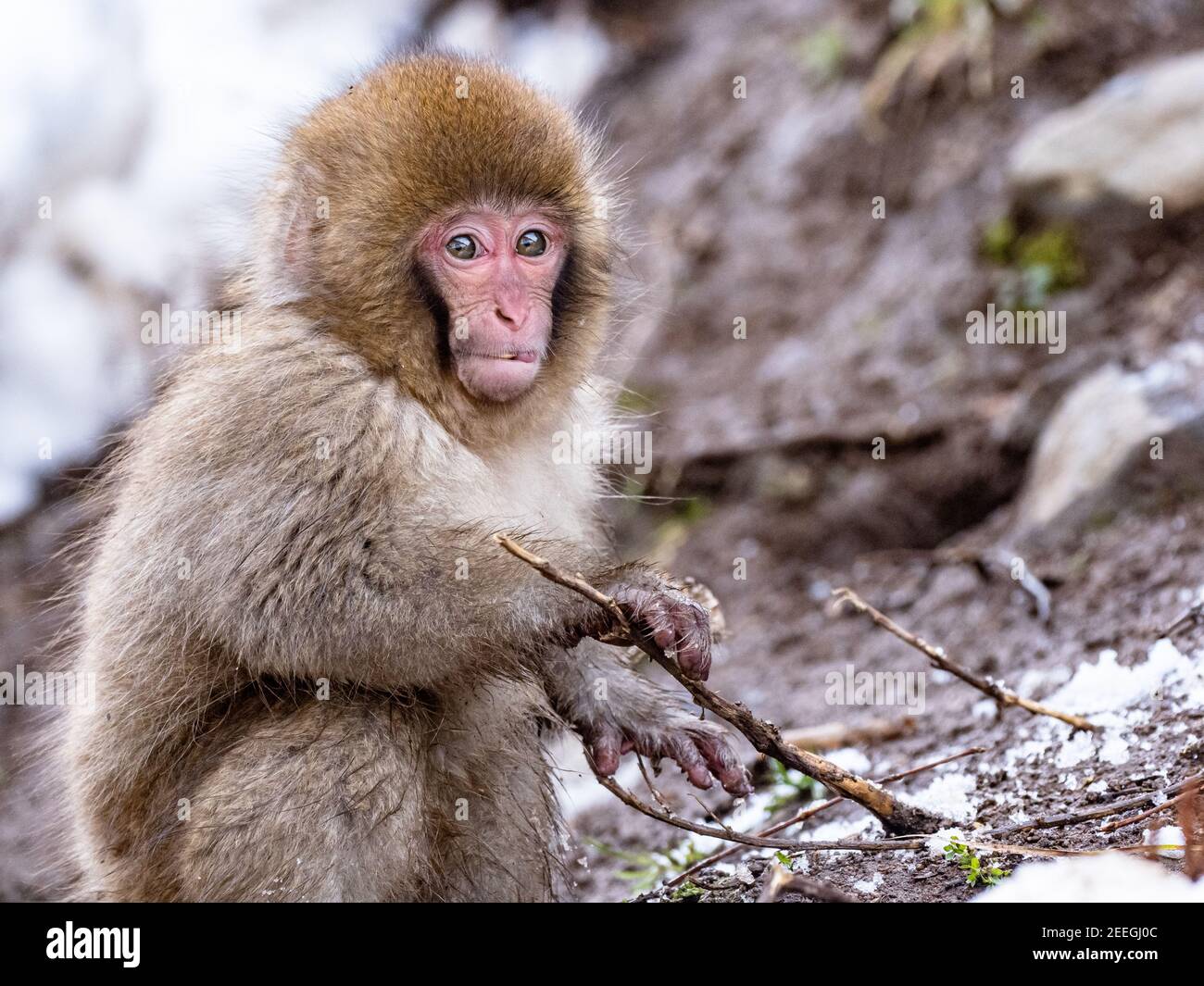 Cute little baby macaque hi-res stock photography and images - Alamy