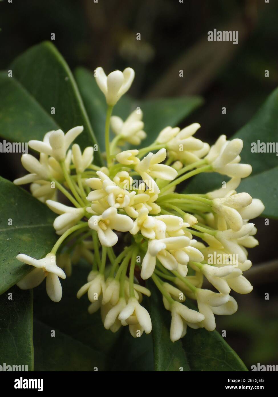 Osmanthus petals hi-res stock photography and images - Alamy