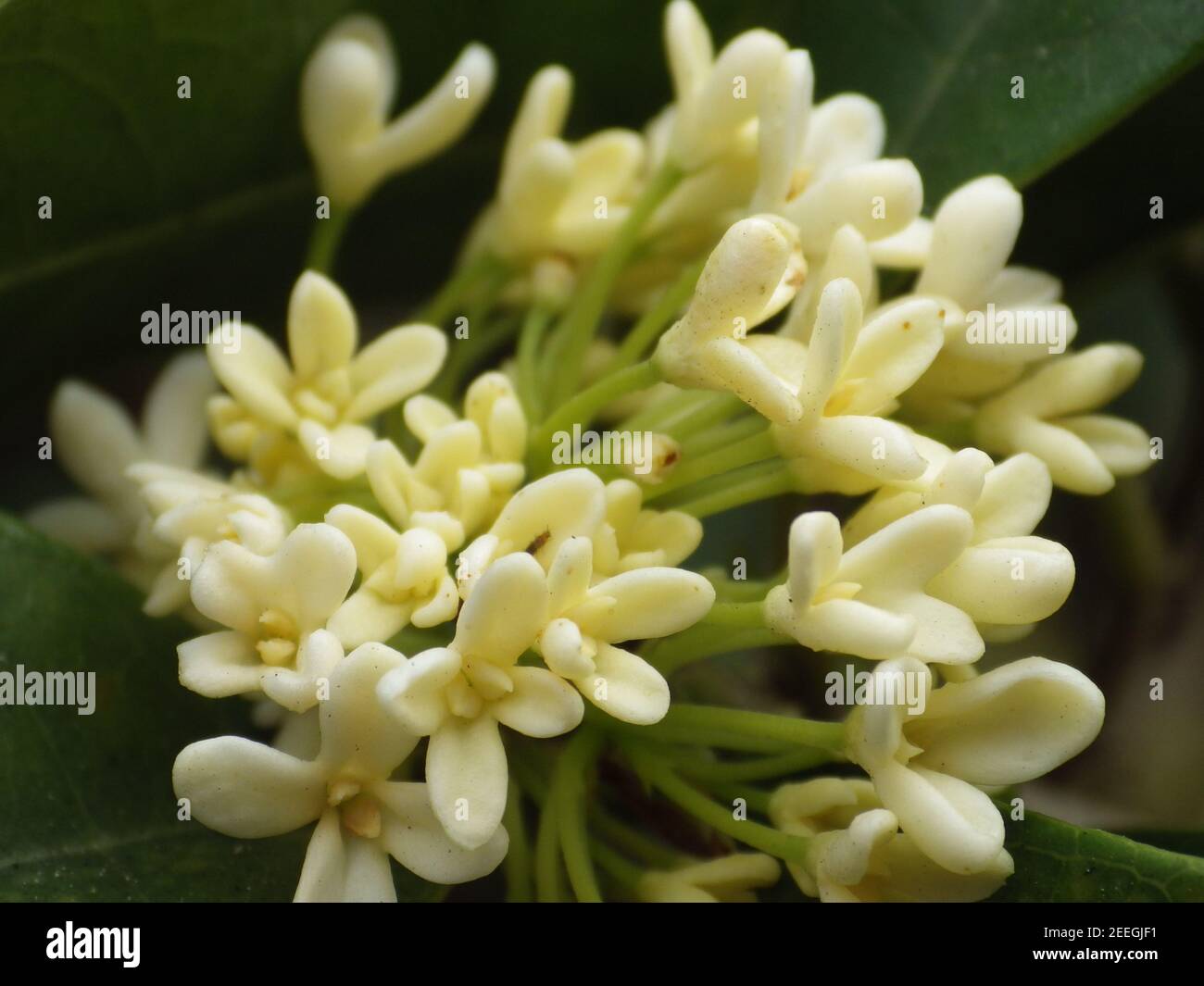 Closeup shot of blooming white sweet osmanthus flowers on a branch ...
