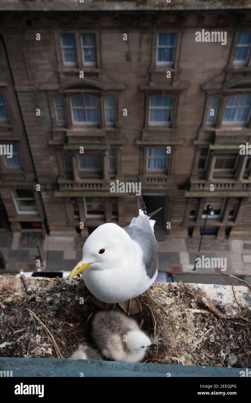 Kittiwakes (Rissa tridactyla) on nest with chick, Tyne Bridge ...