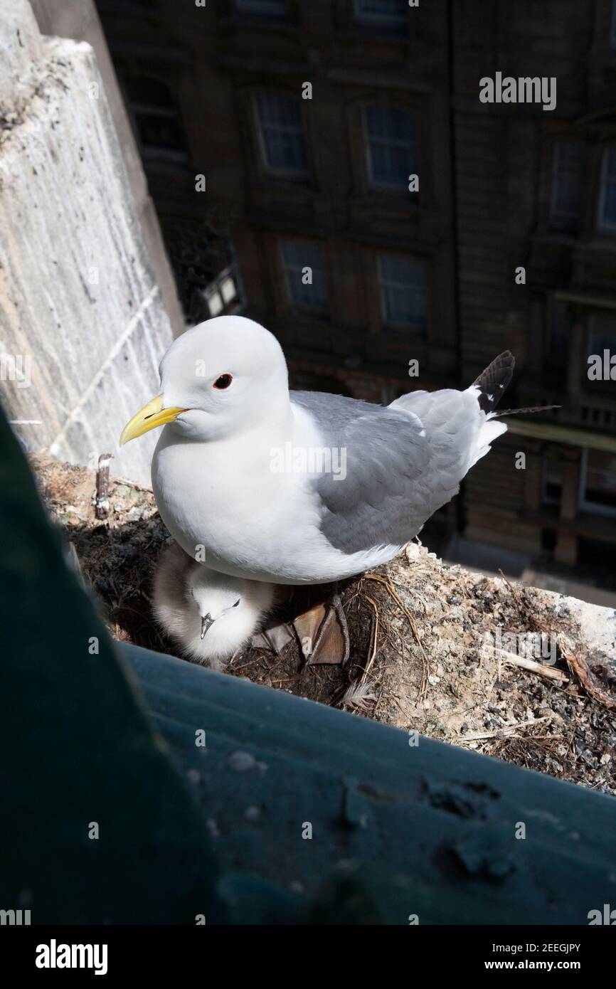 Kittiwakes (Rissa tridactyla) on nest with chick, Tyne Bridge ...
