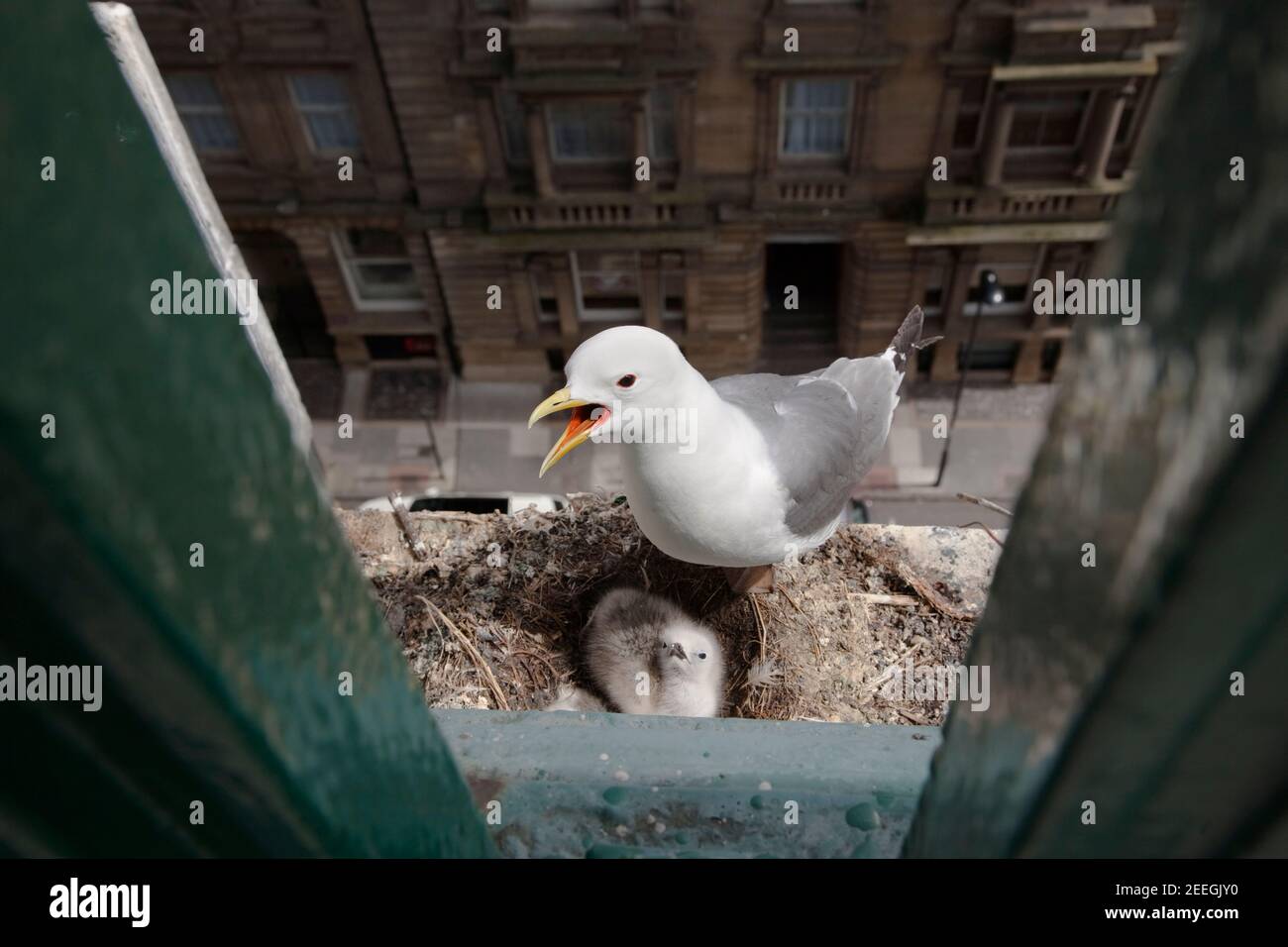 Kittiwakes (Rissa tridactyla) on nest with chick, Tyne Bridge ...