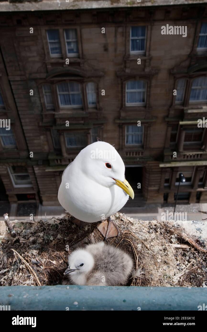 Kittiwakes (Rissa tridactyla) on nest with chick, Tyne Bridge ...