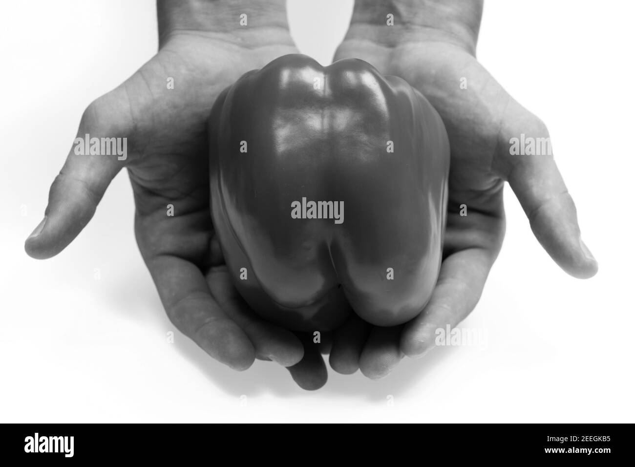 Hands hold pepper with sweet taste and shiny peel. Bulgarian pepper in ...