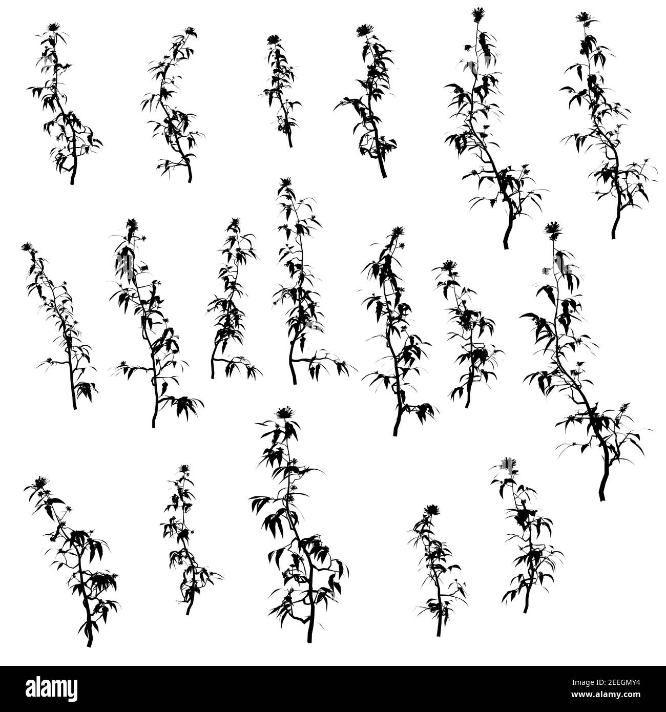 Set with silhouettes of detailed plants isolated on white background ...