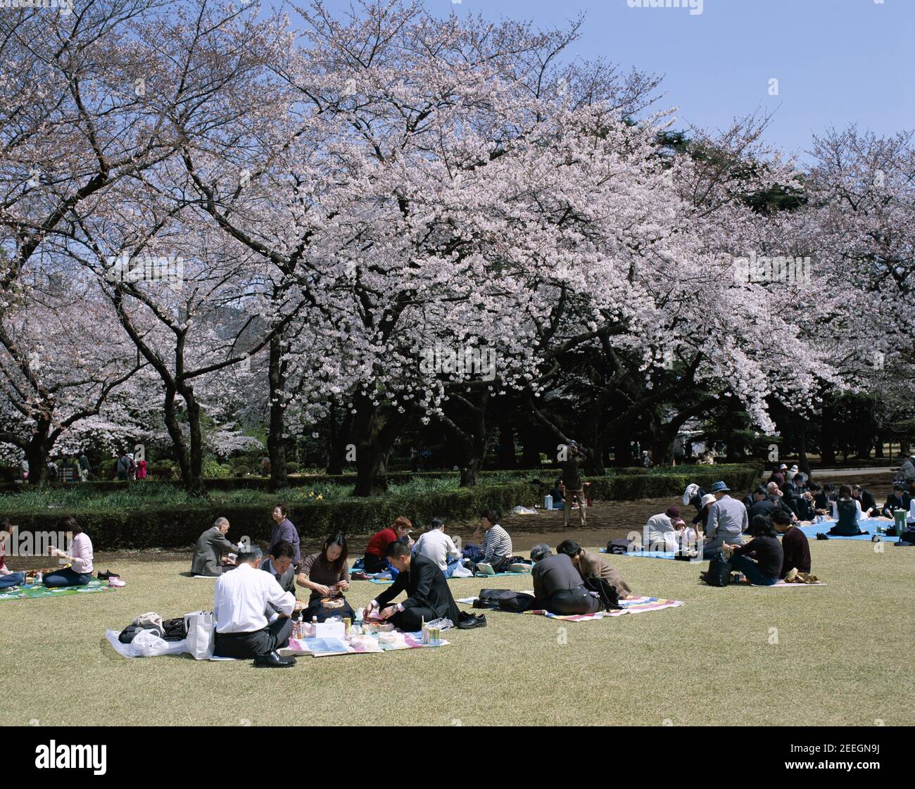 Japan, Honshu, Tokyo,Shinjuku, Shinjuku Goen National Garden, People ...