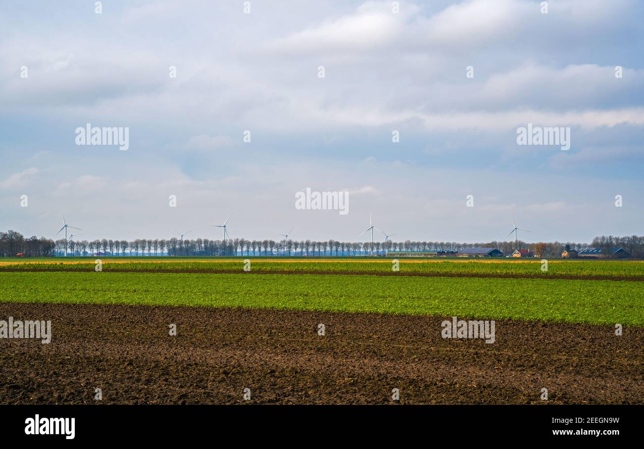 Poplar grass hi-res stock photography and images - Alamy