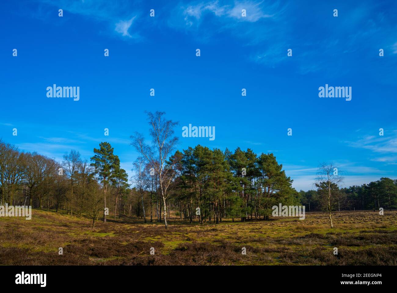 Heath landscape hi-res stock photography and images - Alamy