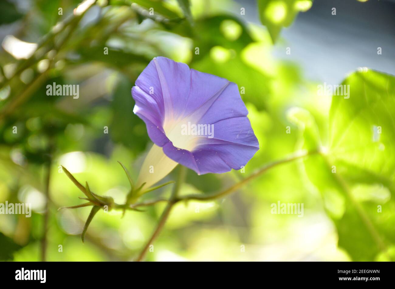 Beautiful blue color annual vine flower with leaves in the garden Stock ...