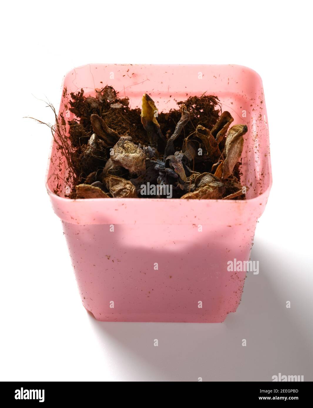 side view pot of faded succulent plant on white Stock Photo - Alamy