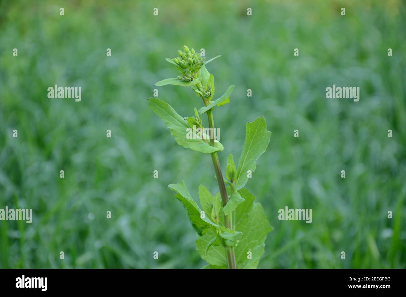 Green ripe mustered plant growing with grain plant in the farm Stock ...