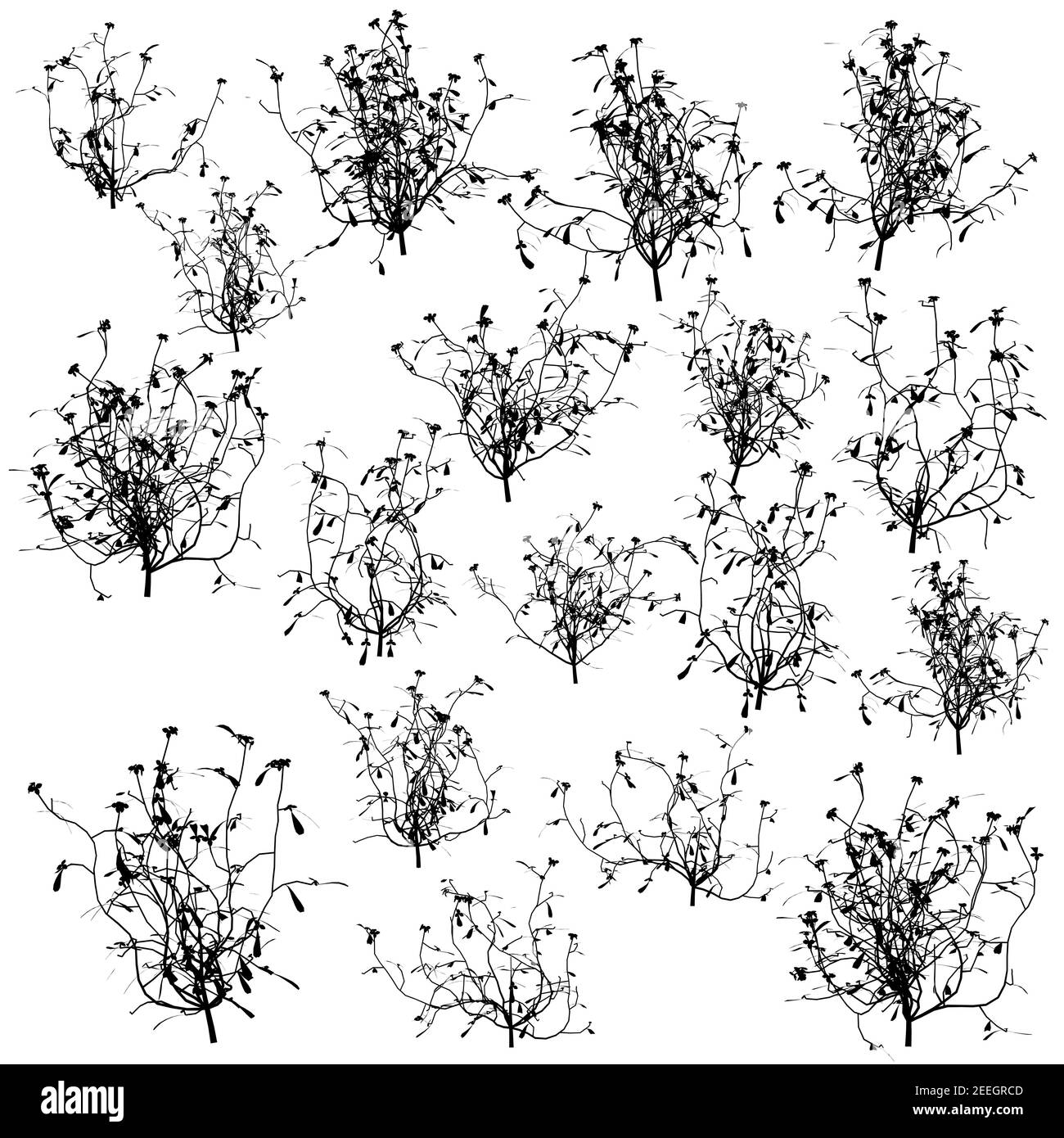 Set with silhouettes of detailed plants isolated on white background ...