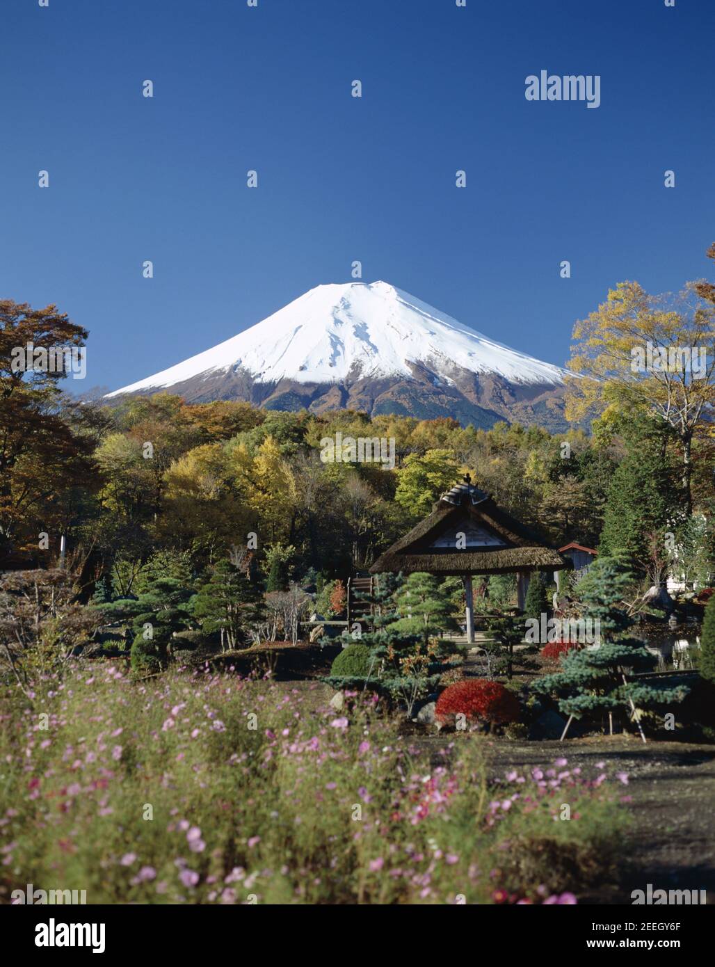 Japan, Honshu, Yamanashi Prefecture, Snow-capped Mount Fuji and ...