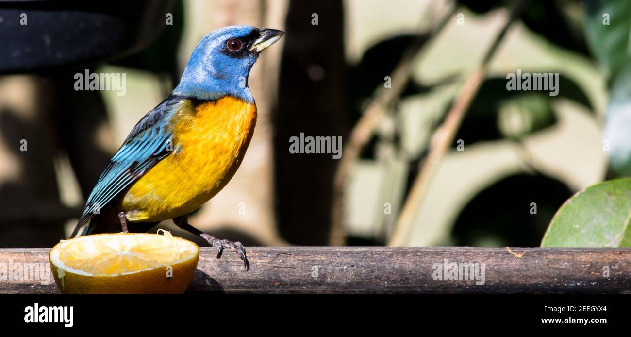 Summer Tanager Female Bird High Resolution Stock Photography and Images ...