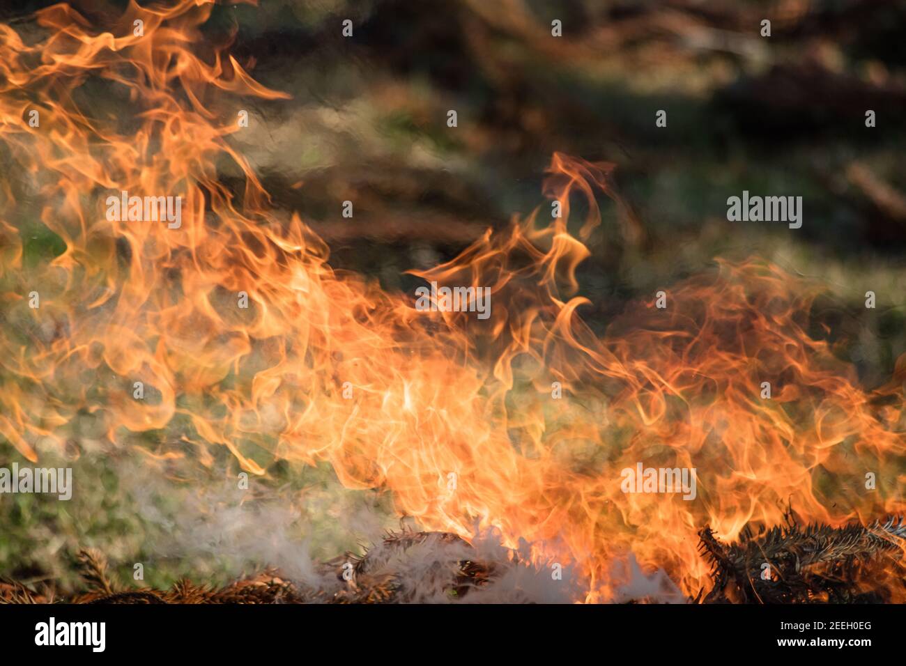 Intense fire in the bushes on a blurred background Stock Photo - Alamy