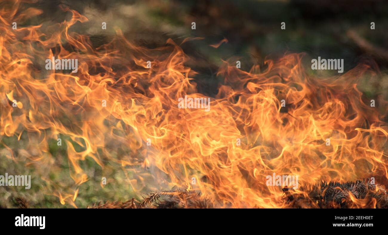 Intense fire in the bushes on a blurred background Stock Photo - Alamy