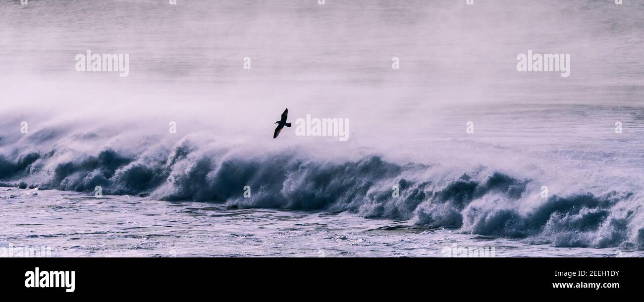 A panoramic image of a seagull flying through spray blown off a wave by ...