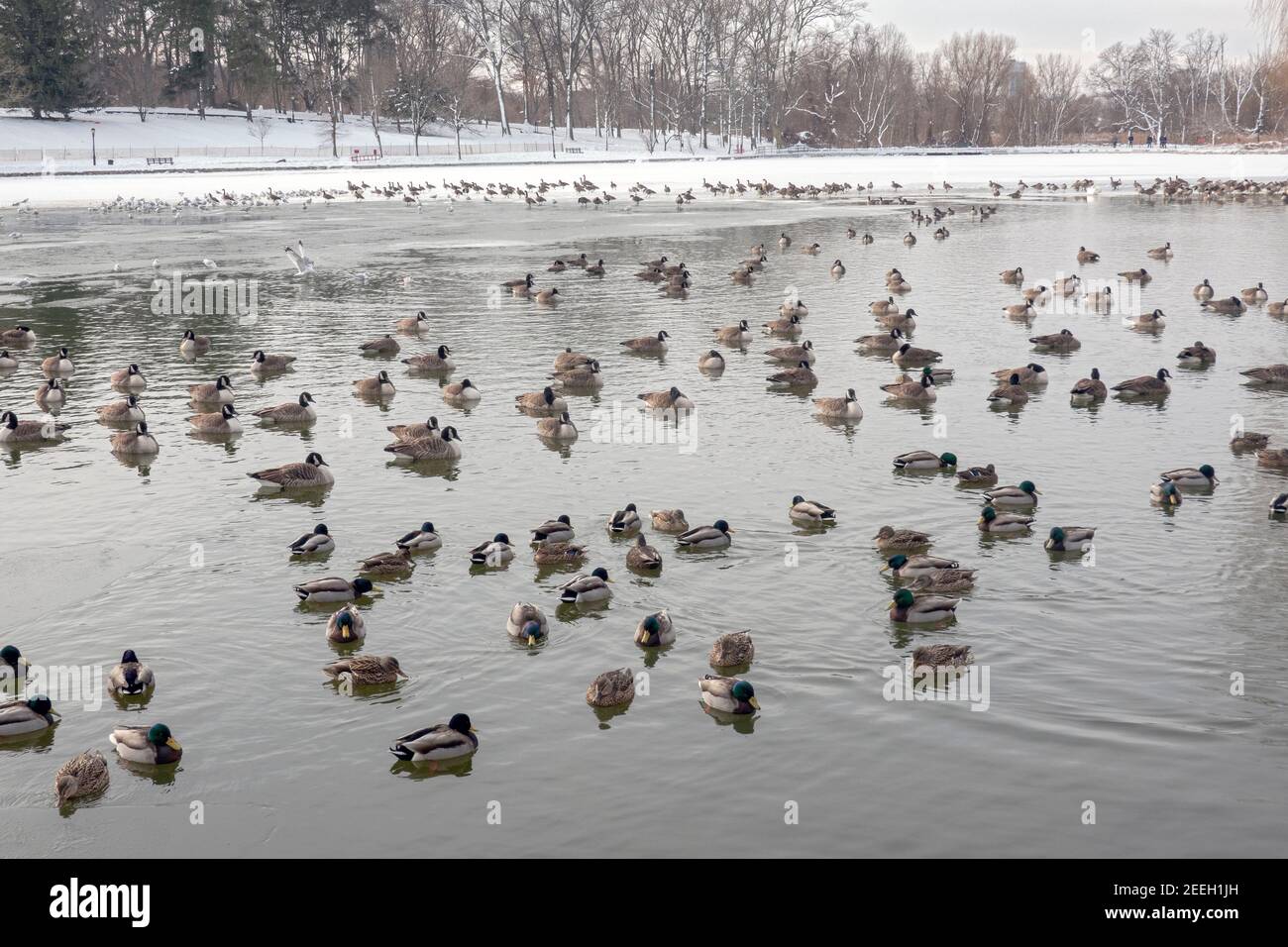Mallards in lake winter hi-res stock photography and images - Alamy
