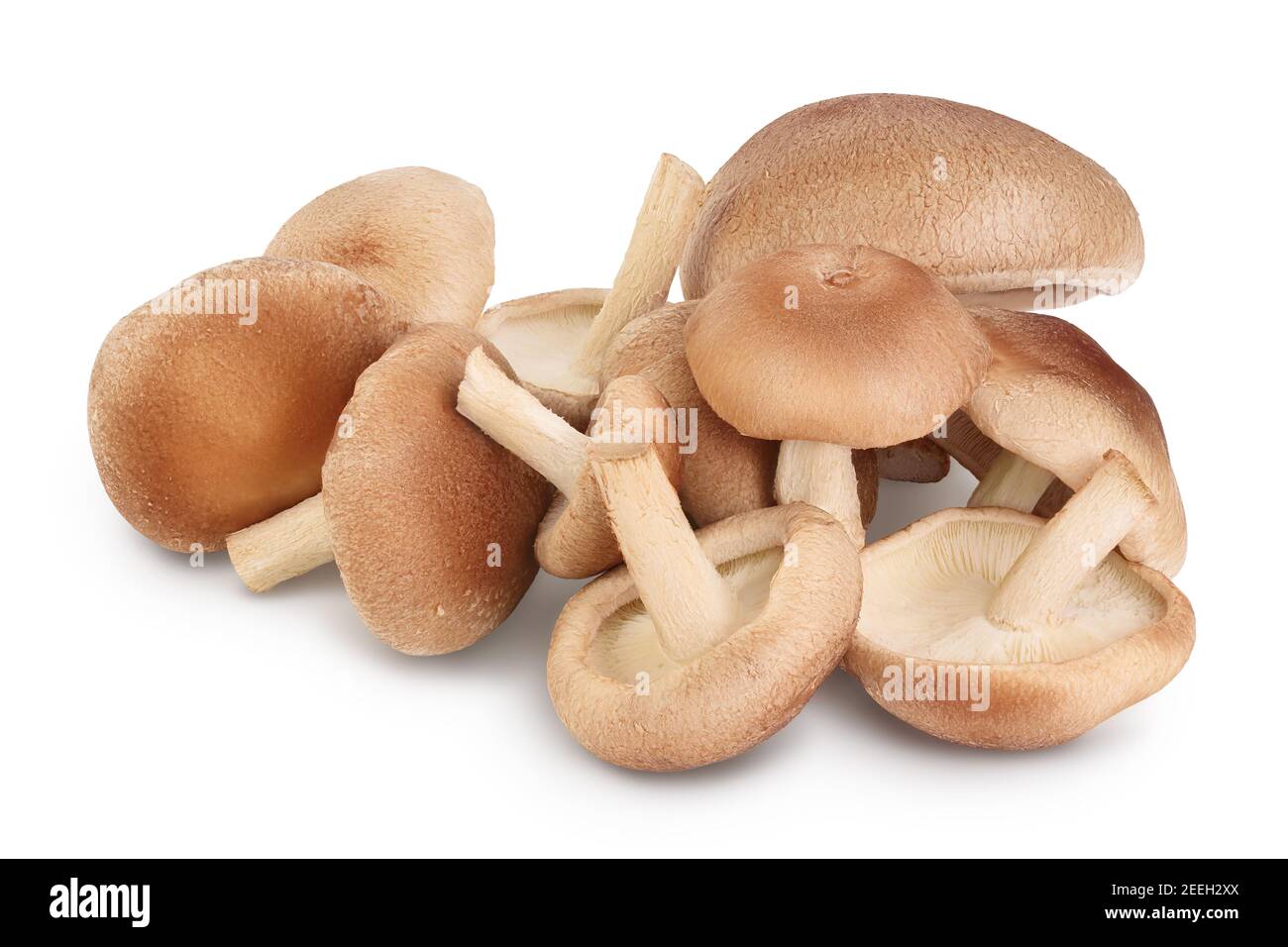 Fresh Shiitake mushroom isolated on white background with clipping path ...