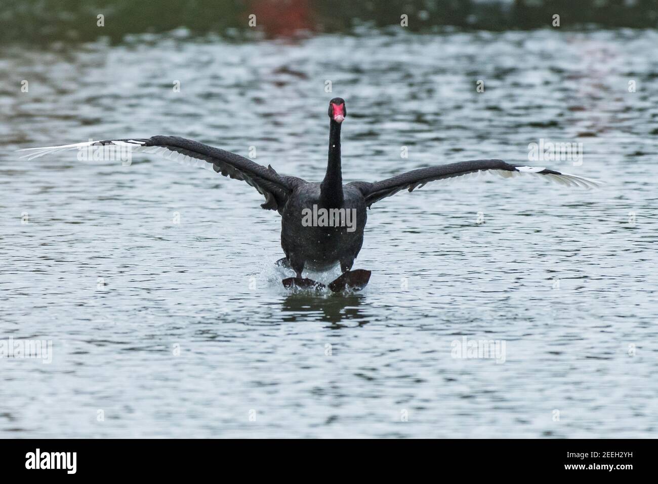A Black Swan - Cygnus atratus landing on the surface of a lake with ...