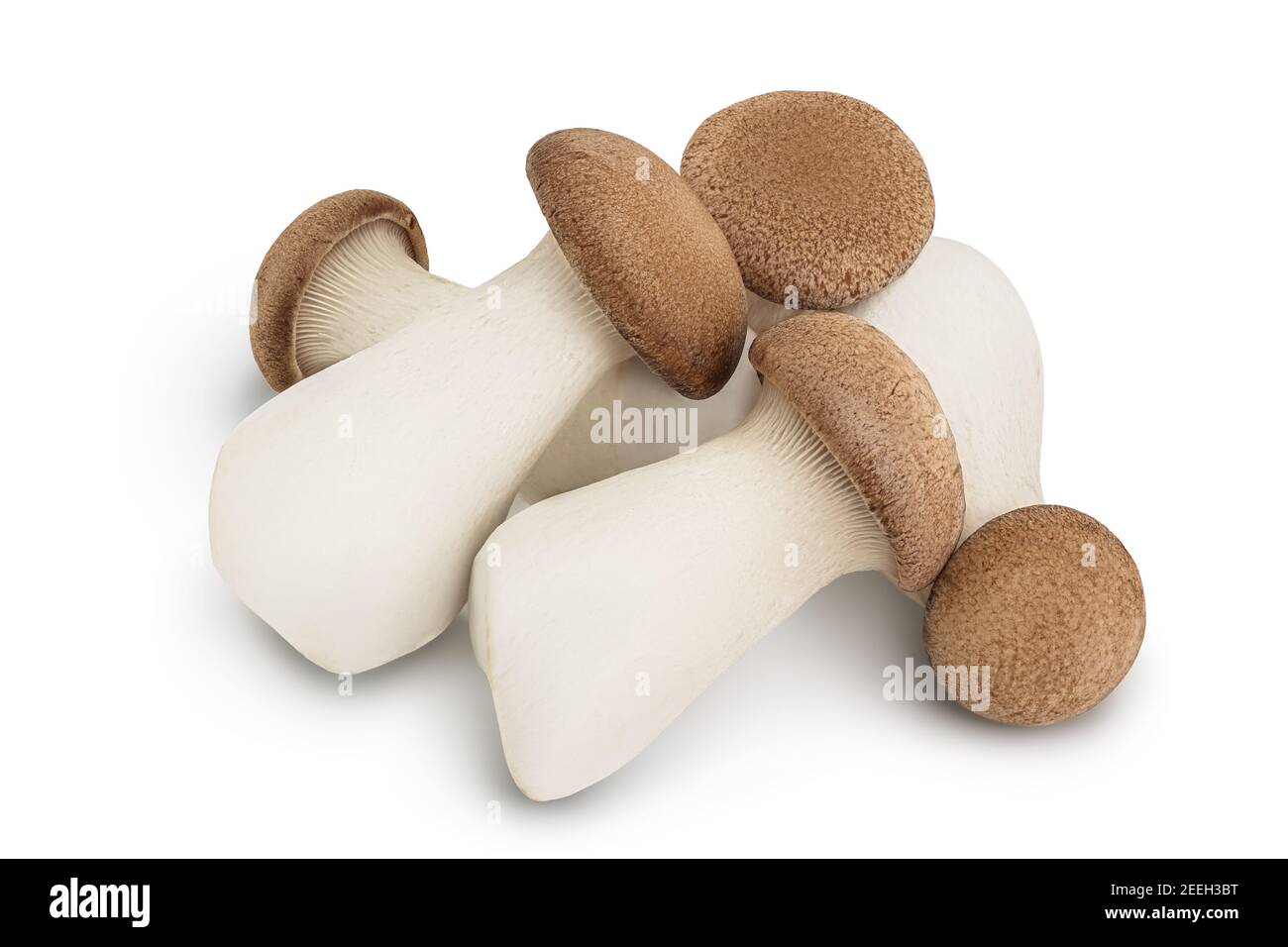 King Oyster mushroom or Eringi isolated on white background with ...