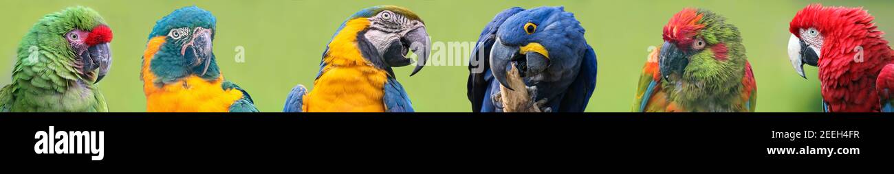Colorful group of Macaws - 6 species Stock Photo - Alamy