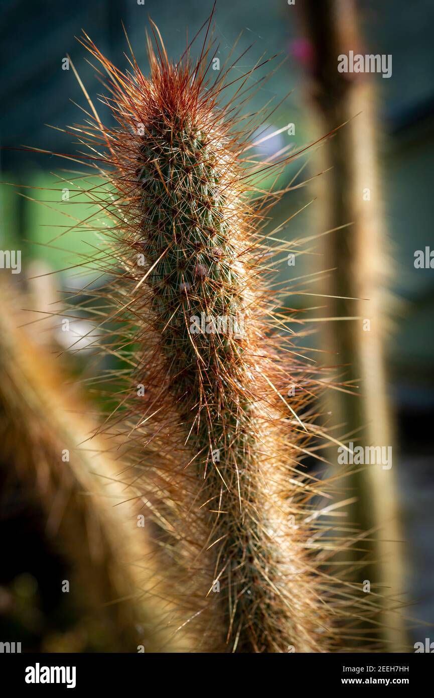 Candelilla hi-res stock photography and images - Alamy