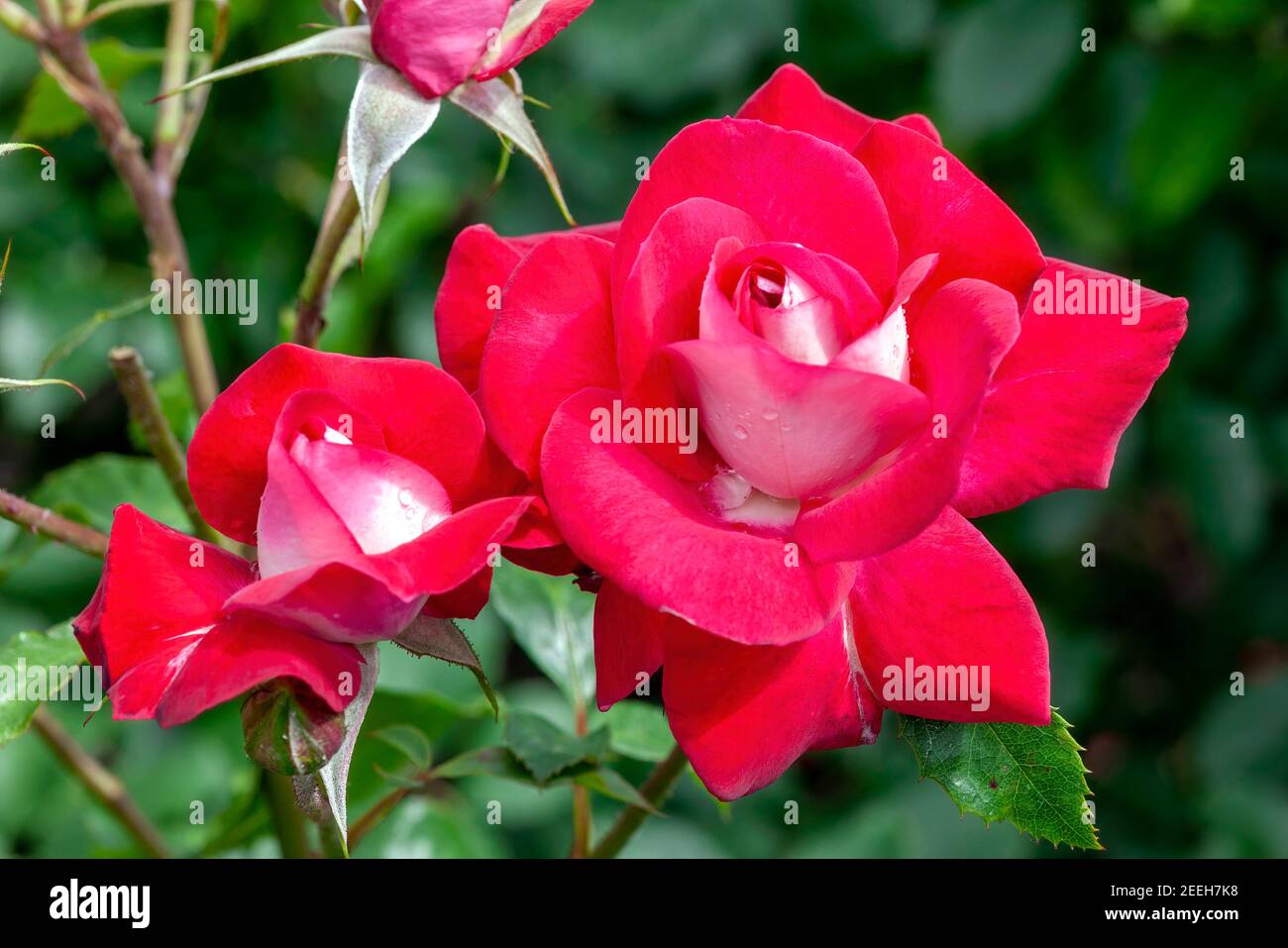Rose Molly McGredy (rosa) a floribunda spring summer flowering plant ...
