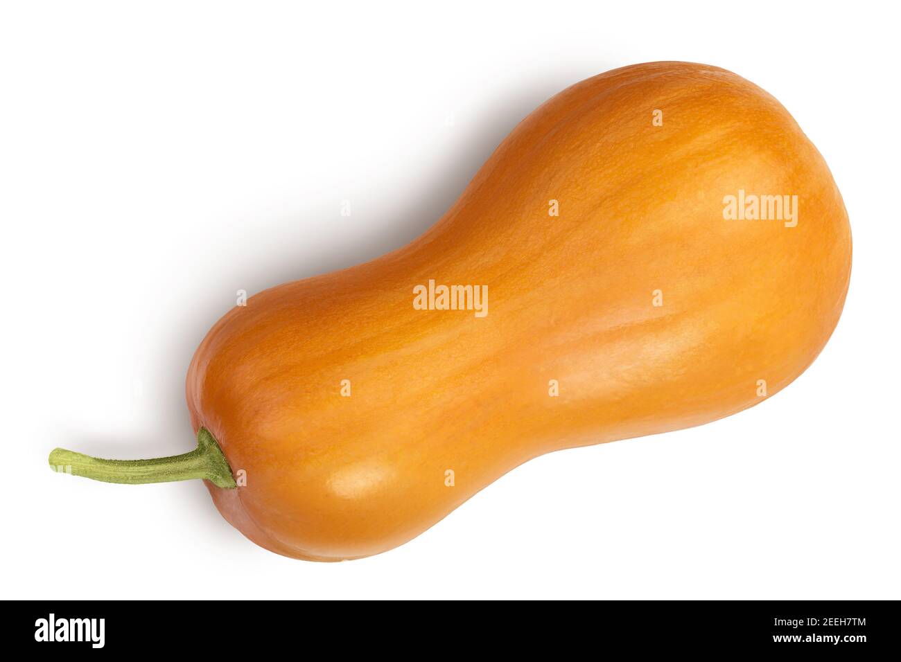 butternut squash isolated on white background with clipping path and ...
