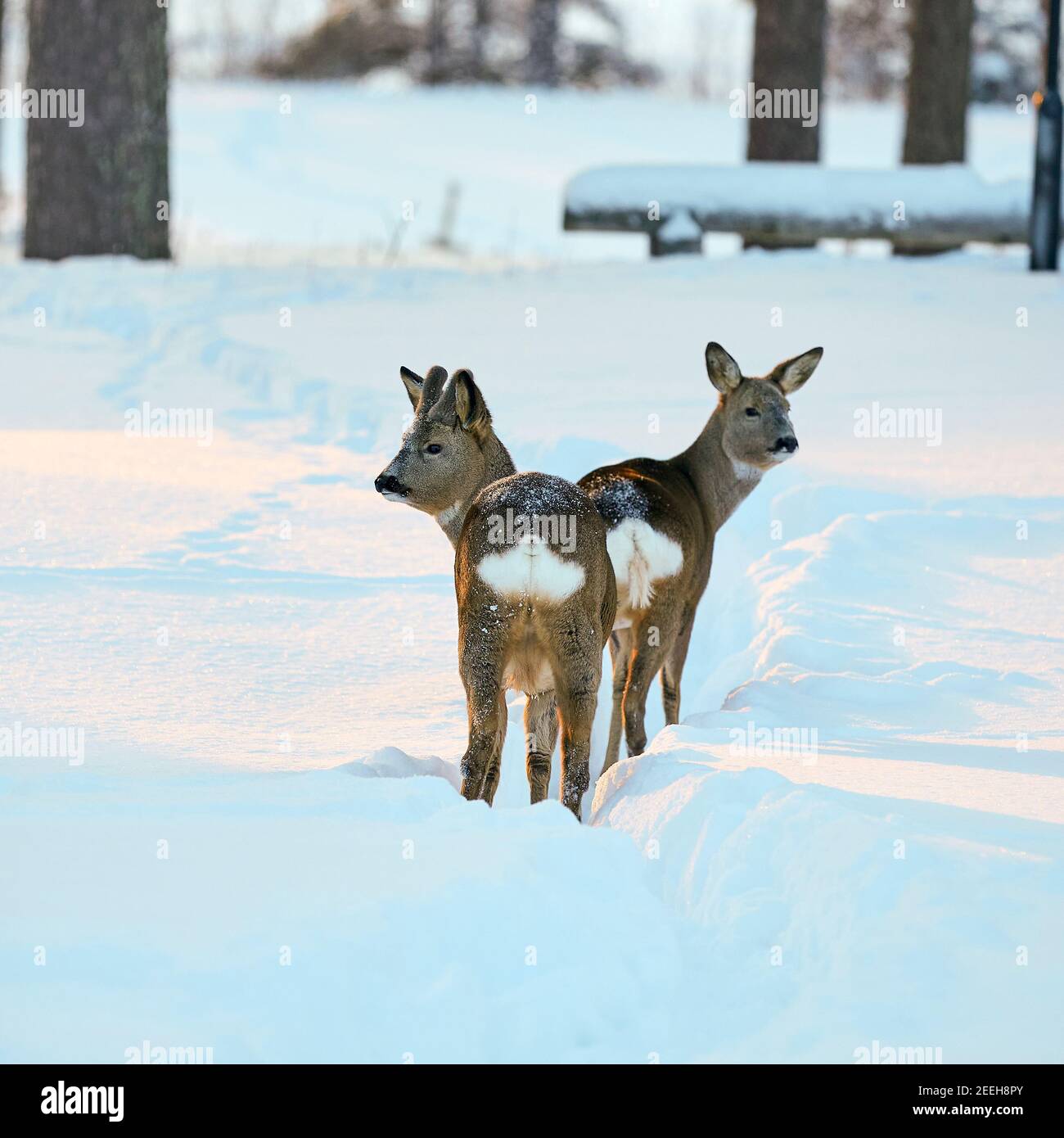 Swedish lapland and deer hi-res stock photography and images - Alamy