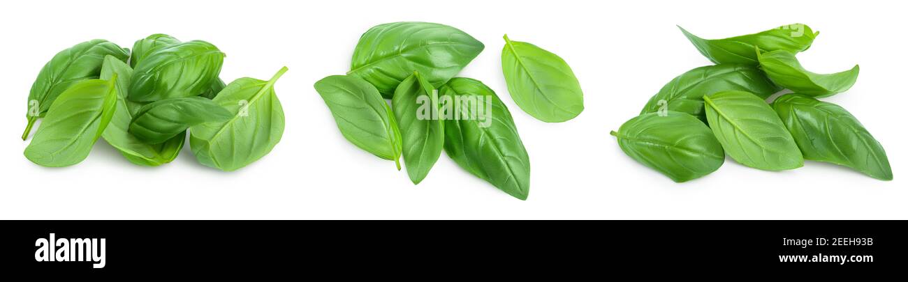 Fresh basil leaf isolated on white background with clipping path and ...