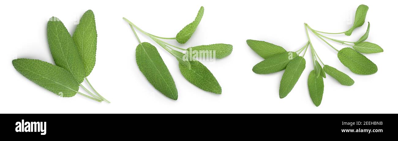 Sage herb leaves isolated on white background with clipping path and ...
