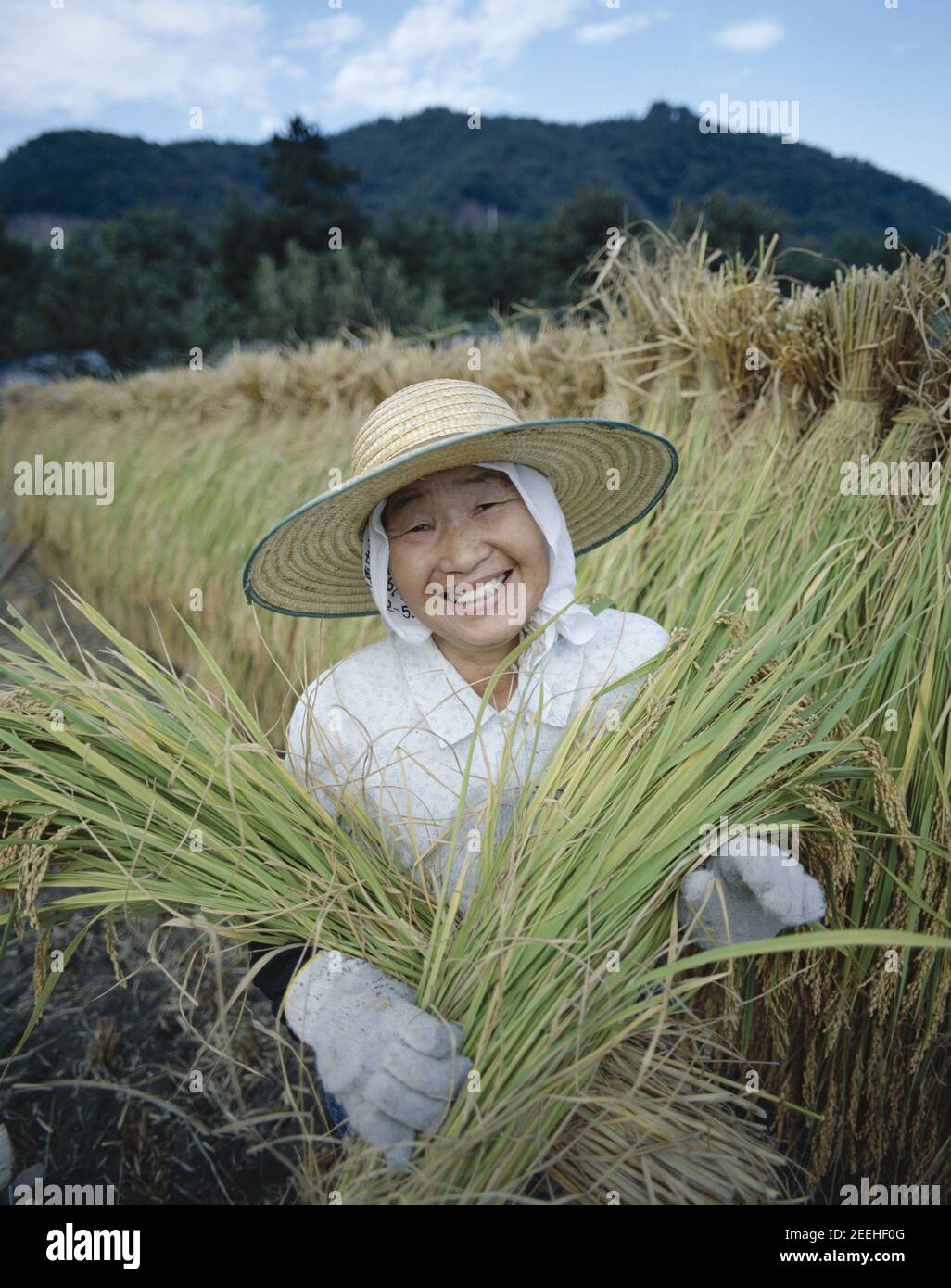Japan, Honshu, Yamanashi Prefecture, Female Farmer Dressed in ...