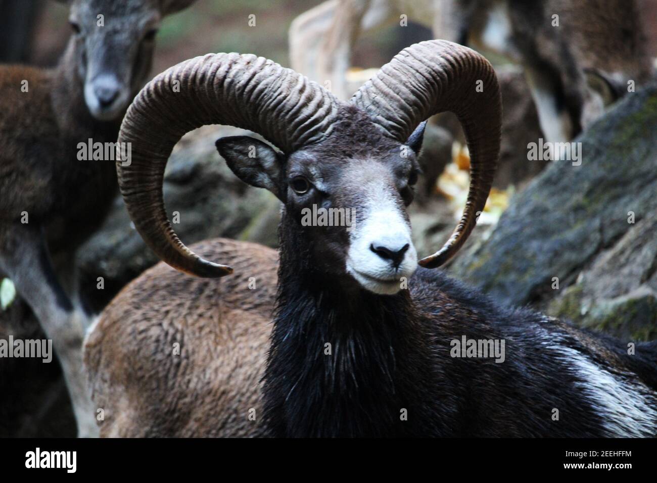 Group of mouflon hi-res stock photography and images - Alamy