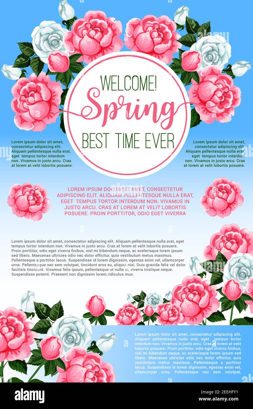 Spring rose flowers greeting poster template. Floral frame of white and ...
