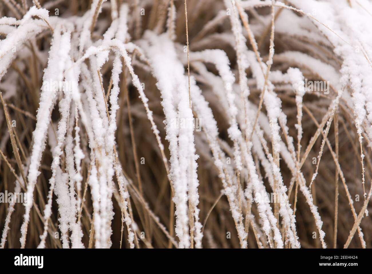 Outdoor pattern grass blades hi-res stock photography and images - Alamy