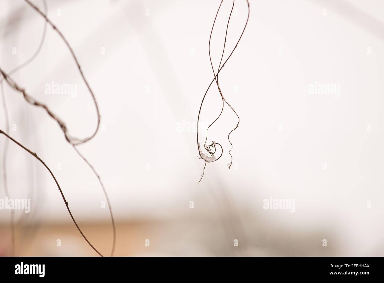 branches that create designs. beauty in nature Stock Photo - Alamy