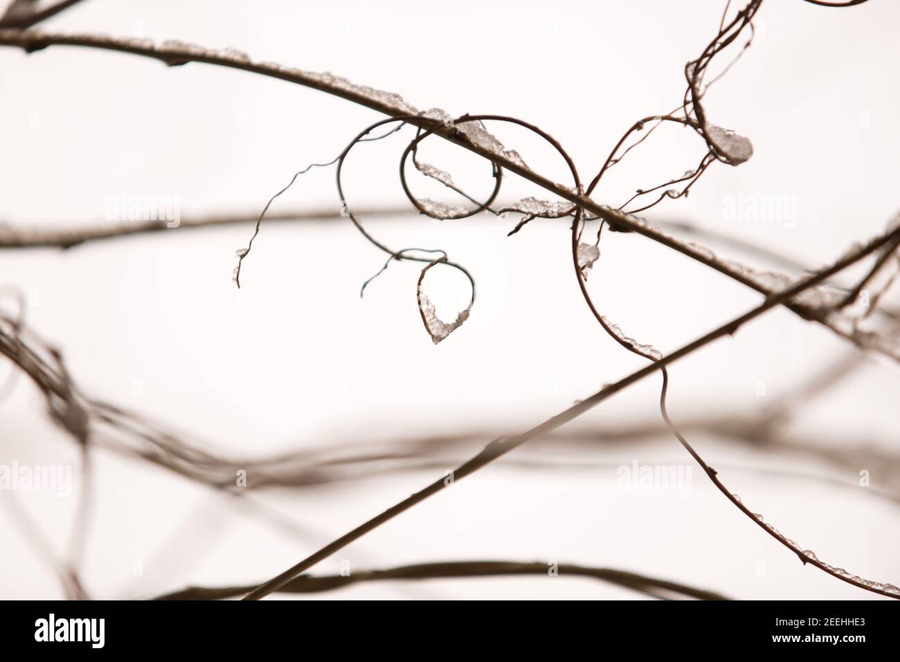 branches that create designs. beauty in nature Stock Photo - Alamy