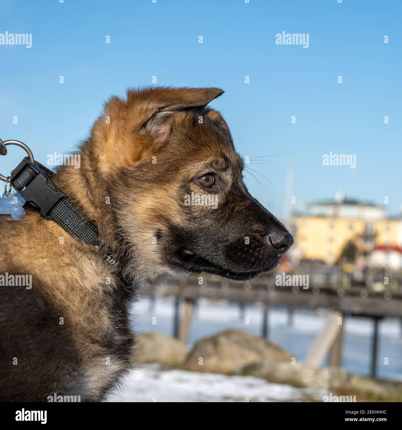 Profile portrait of german shepherd dog hi-res stock photography and ...