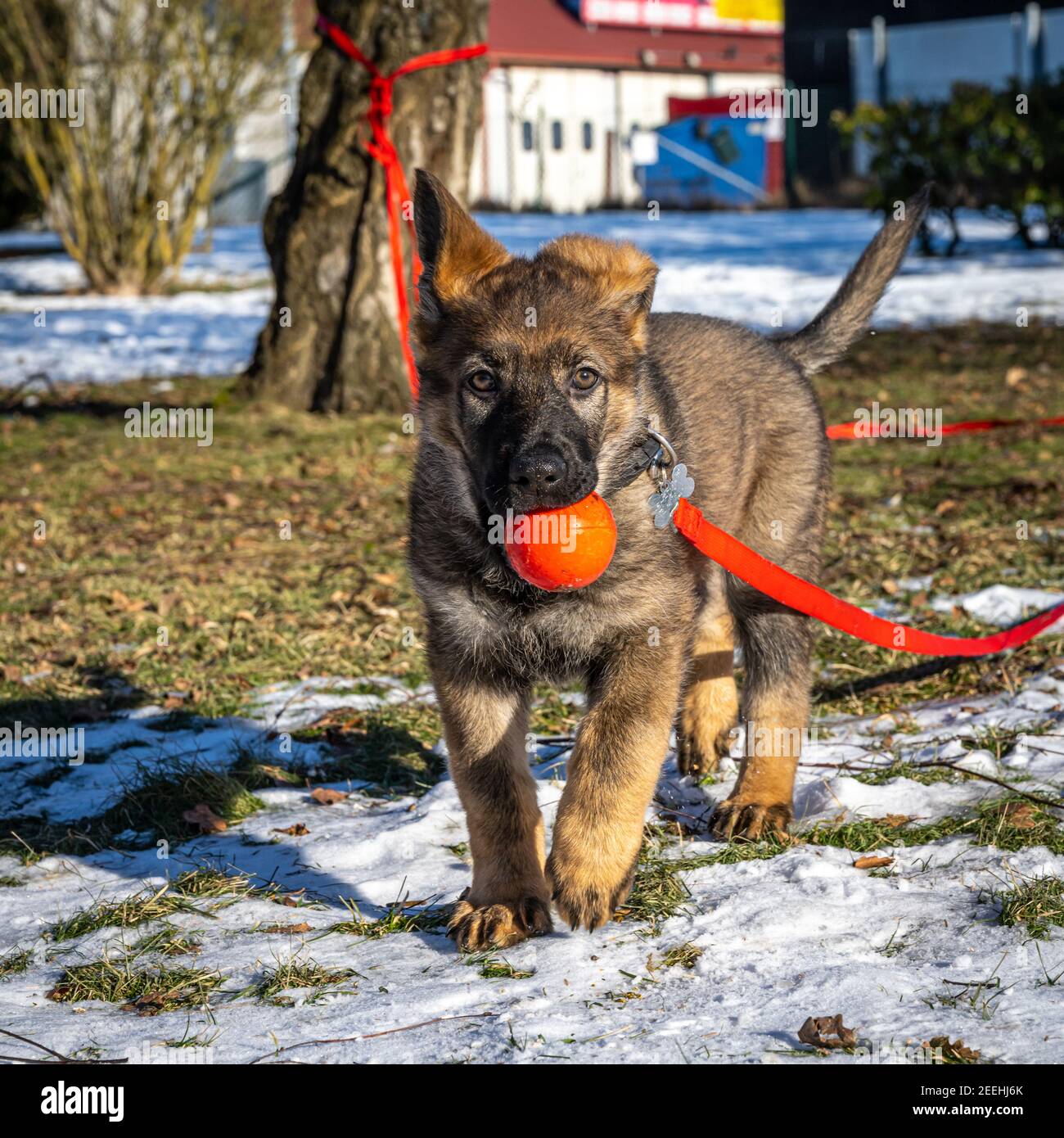 An eleven weeks old German Shepherd puppy plays with a red ball. Snow ...