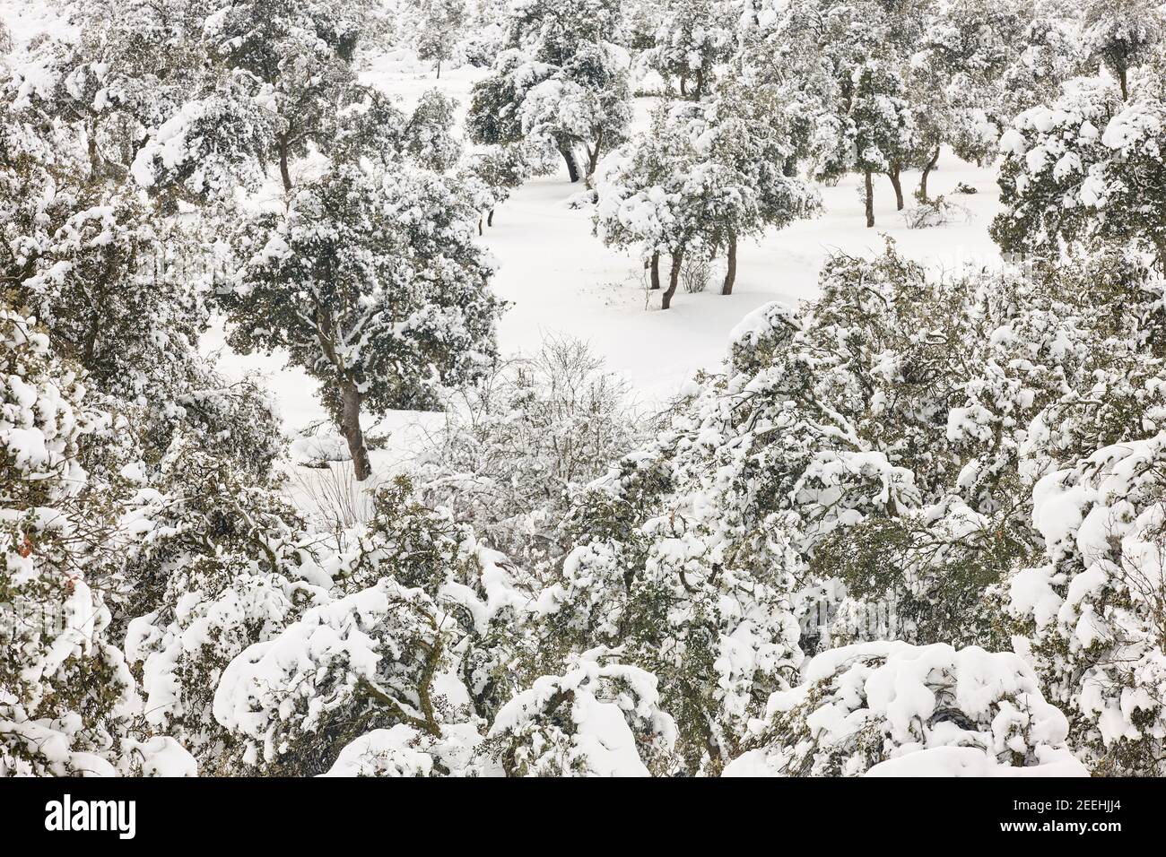 Snowy forest landscape. Winter time. Idyllic nature background. No ...