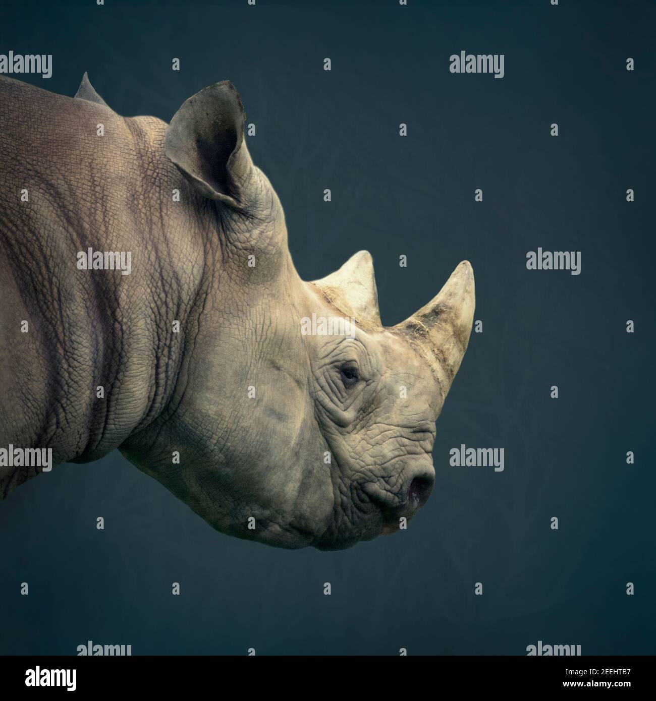 Black Rhino portrait with textured background Stock Photo - Alamy