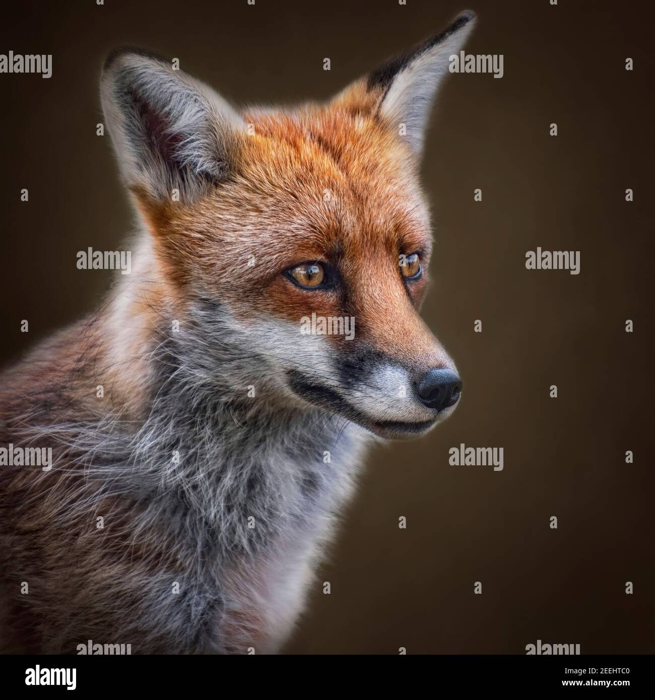 Red Fox portrait with textured background Stock Photo - Alamy