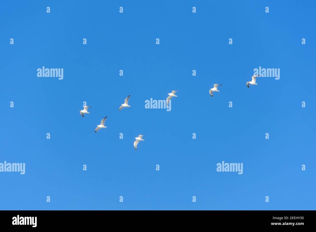 Flock of Arctic sea gulls flying in a wedge in the shape of a triangle ...