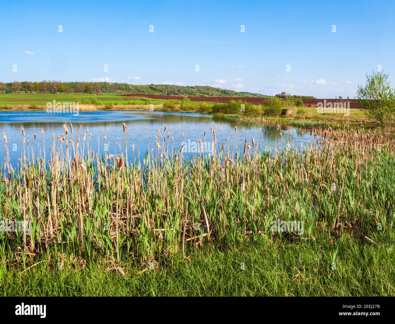 Lake with bulrush in a cultivated landscape Stock Photo - Alamy