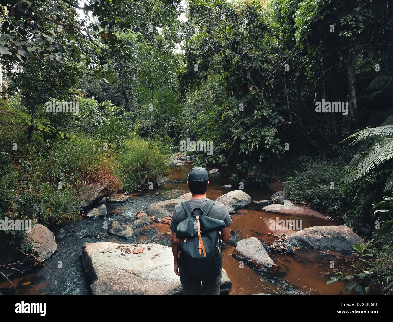 A stream and rocks in a tropical natural forest,Hiking travel Stock ...