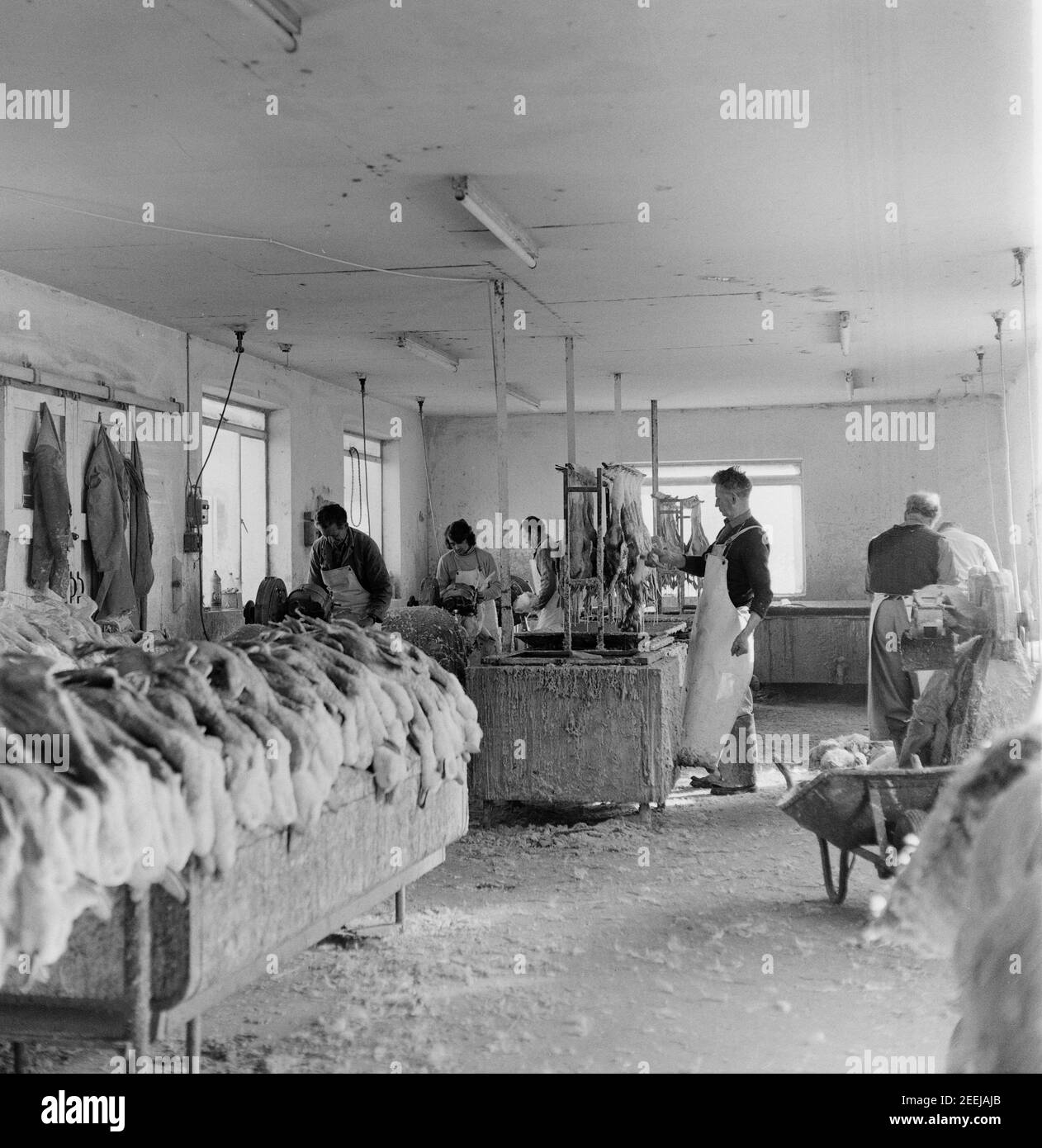 Duck plucking shed with ducks hanging up after being covered in warm ...