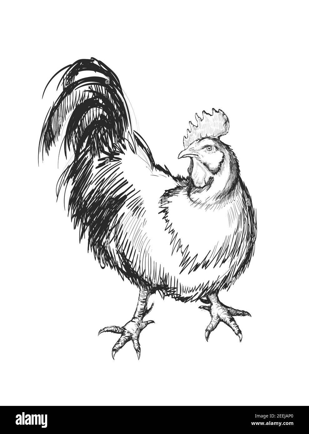Rooster Hand Drawing Vector Illustration Stock Vector Image & Art - Alamy