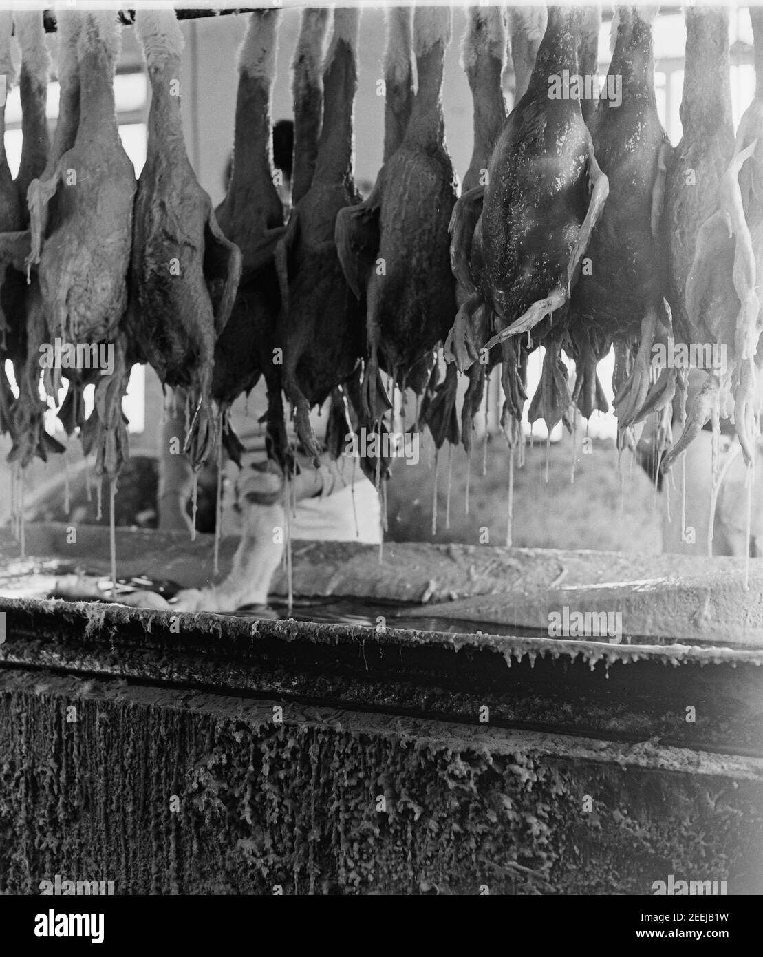 Plucked ducks hanging on a rack, dripping with warm wax which will ...